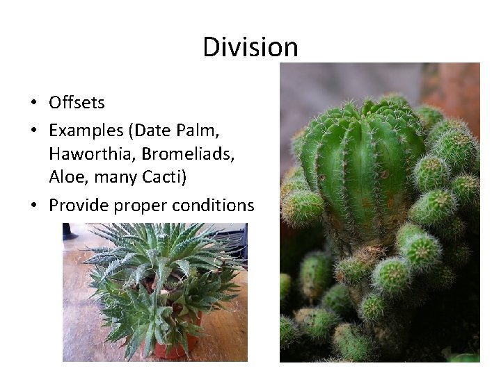 Plant Propagation by Division and Separation A subtle