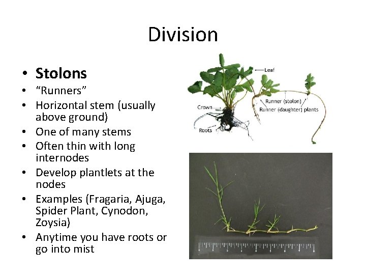 Plant Propagation by Division and Separation A subtle