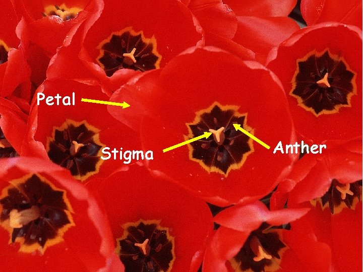 Structure of a Flower Petal Stigma Anther Carpel