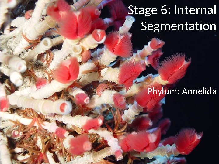 Stage 6 Internal Segmentation Phylum Annelida A The