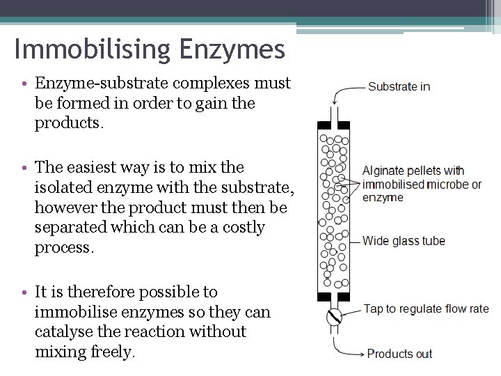 Immobilising Enzymes 6 4 Cloning Biotechnology Learning Objectives