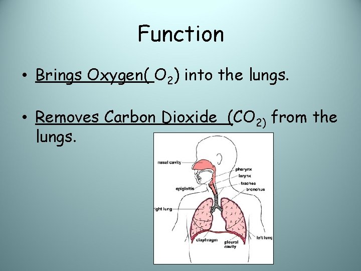Respiratory System Function Brings Oxygen O 2 into