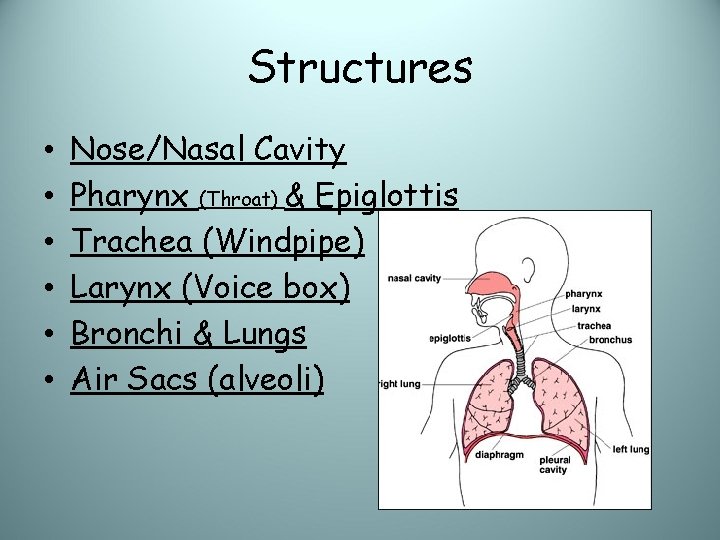 Respiratory System Function Brings Oxygen O 2 into