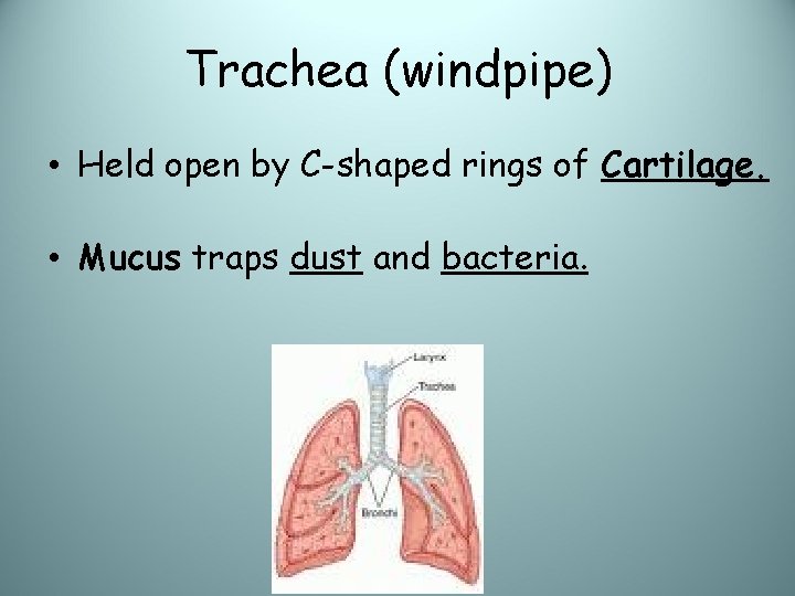 Respiratory System Function Brings Oxygen O 2 into