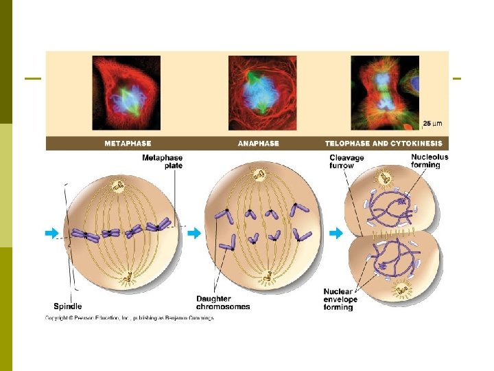 Cell Division I Reasons for asexual cell division