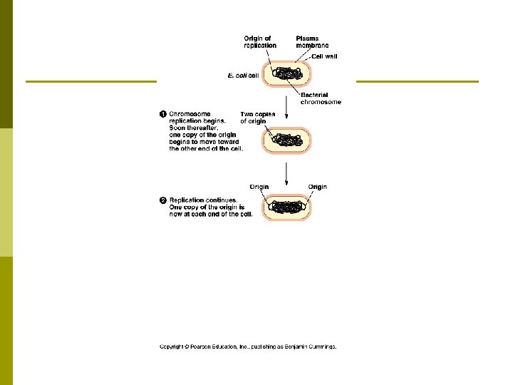 Cell Division I Reasons for asexual cell division