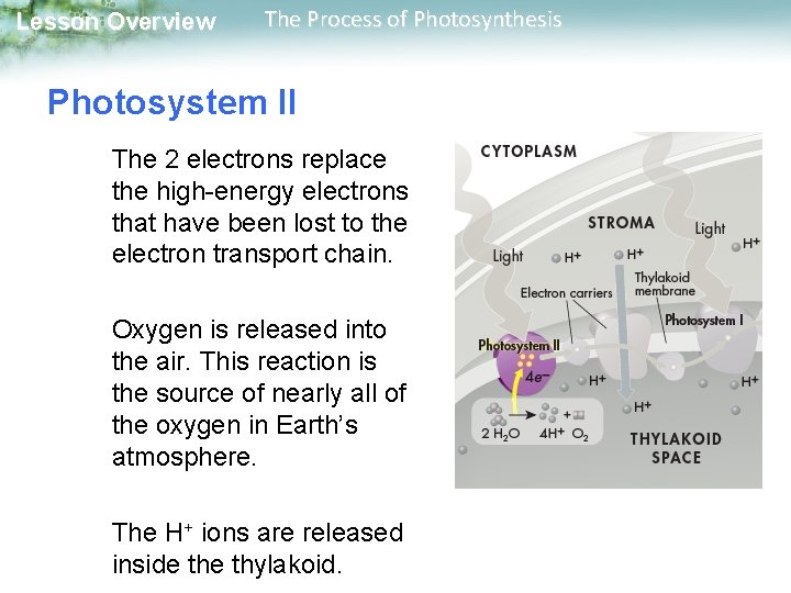 Lesson Overview The Process of Photosynthesis Bell Work