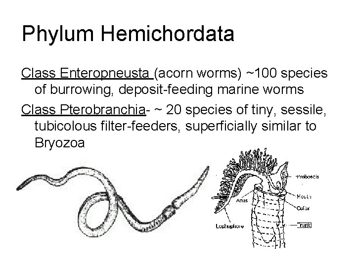 Roots We deuterostomes develop buttfirst and were proud