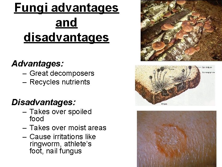 Chapter 20 Fungi How are mushrooms yeast and