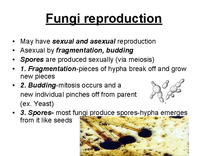 Chapter 20 Fungi How are mushrooms yeast and