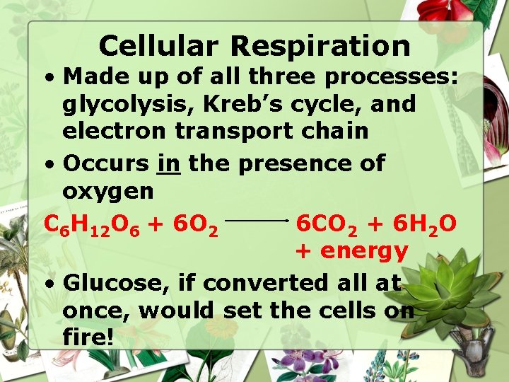 Cellular Respiration Chapter 9 Objectives 3 0 Identify