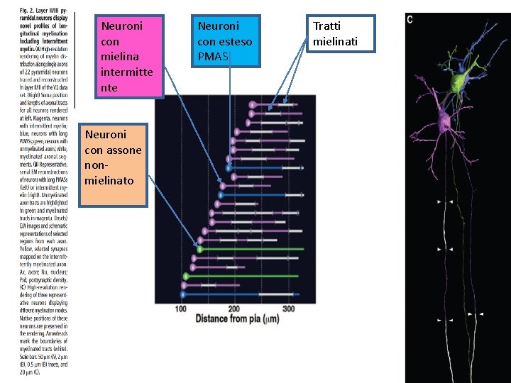 www biochemlab it Neural activity is pivotal for