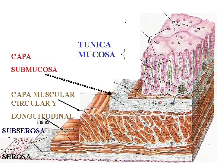 CANCER GASTRICO ANATOMIA DEL ESTOMAGO CAPA SUBMUCOSA CAPA