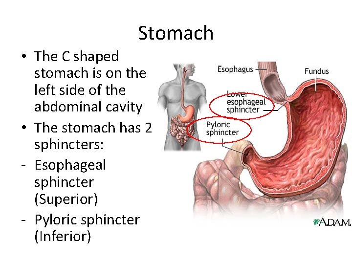 The Digestive System I Anatomy The digestive system
