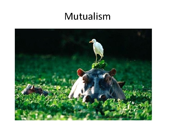 Species Interactions The Good the Bad and the