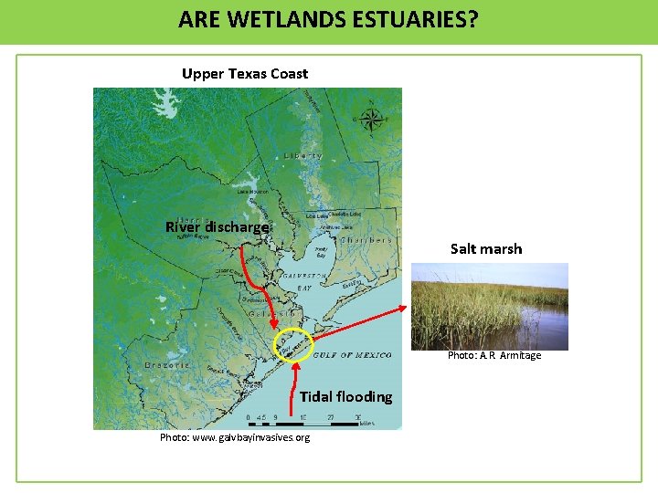 WETLANDS NATURES UNIQUE AQUATIC SYSTEMS Allison Parnell Coastal