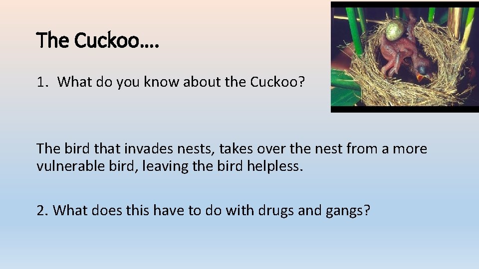Drug Gangs The Cuckoo 1 What do you