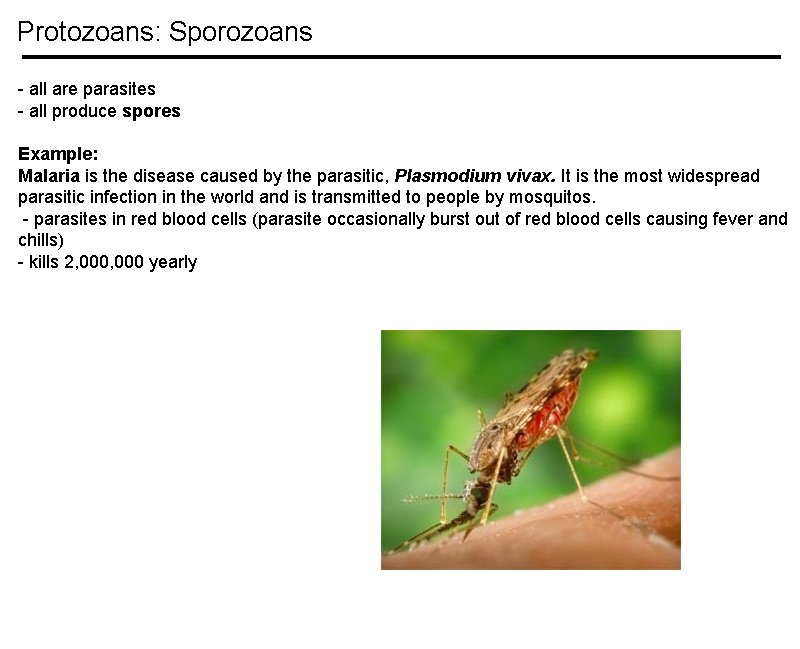 Kingdom Protista Section 5 2 THE PROTISTS Microorganisms
