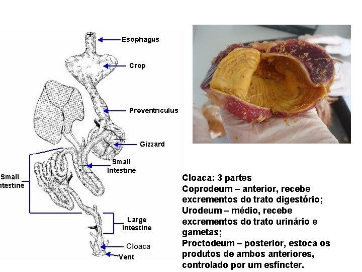 Cloaca 3 partes Coprodeum anterior recebe excrementos do