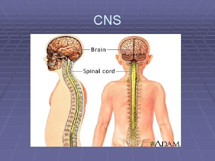 Nervous System Lets begin TERMINOLOGY cover 203 Neuro