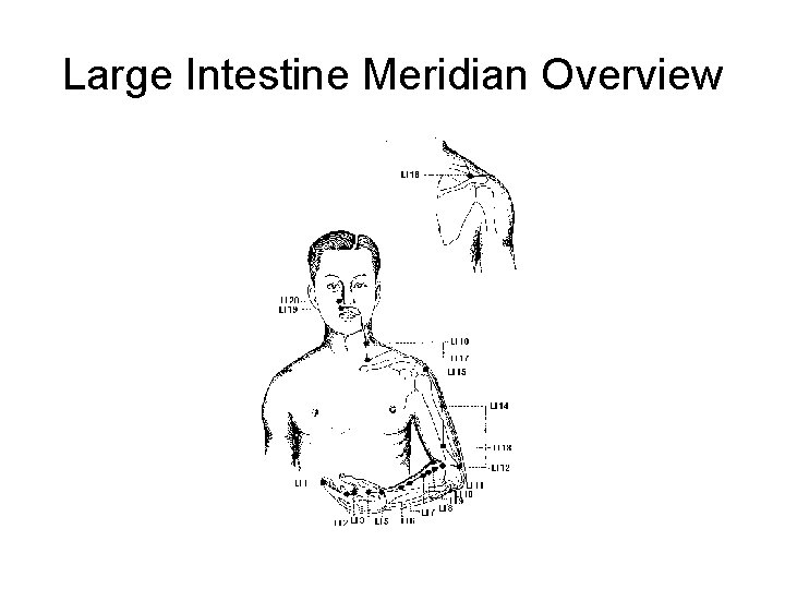 Large Intestine Meridian Presented by Steve Jackowicz M