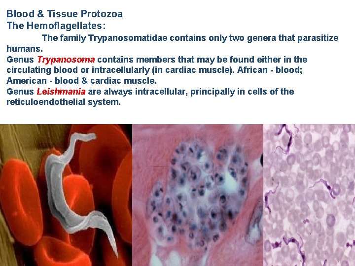 Blood Tissue Protozoa The Hemoflagellates The family Trypanosomatidae