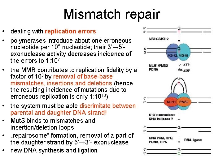 DNA damage and repair Why is it important