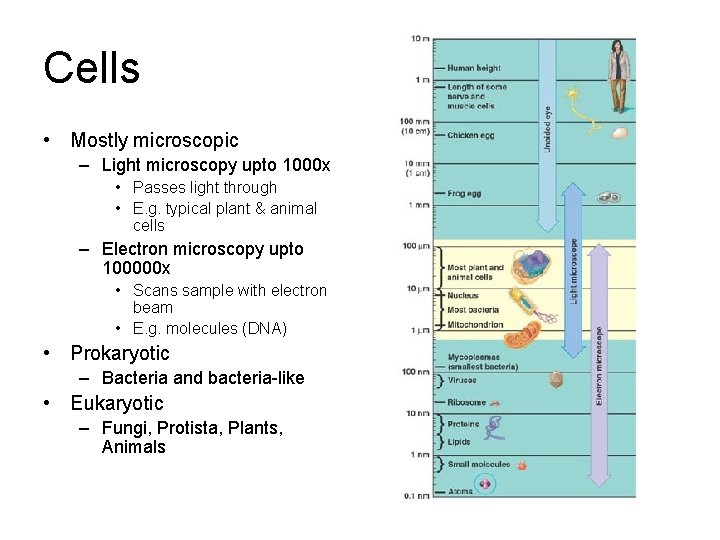 Cells Mostly microscopic Light microscopy upto 1000 x