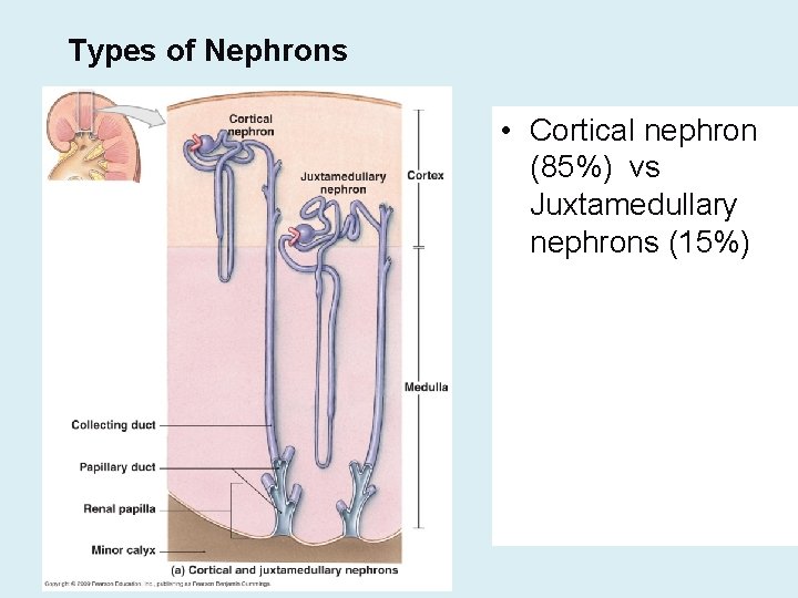 Anatomy and Physiology Biology 2401 Chapter26 The Urinary