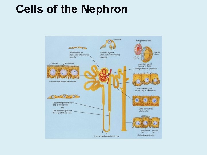 Anatomy and Physiology Biology 2401 Chapter26 The Urinary