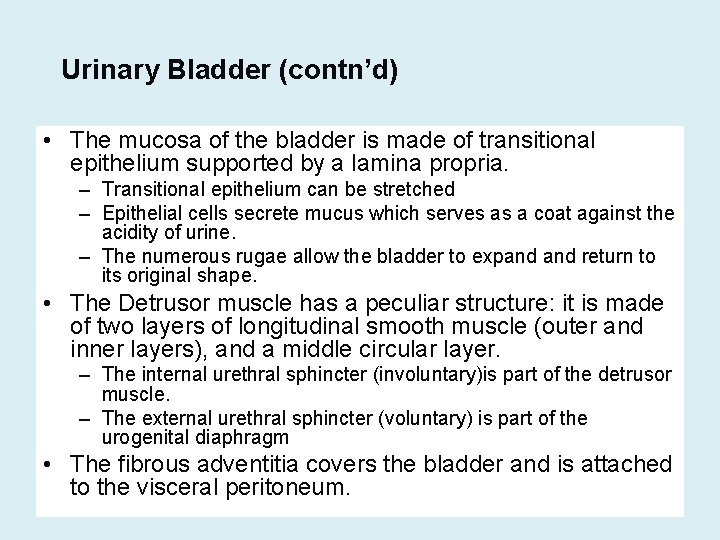 Anatomy and Physiology Biology 2401 Chapter26 The Urinary
