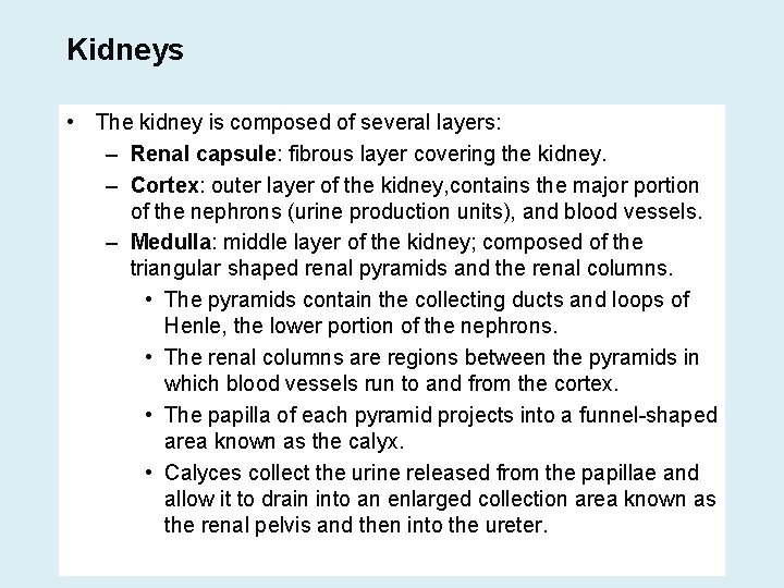 Anatomy and Physiology Biology 2401 Chapter26 The Urinary