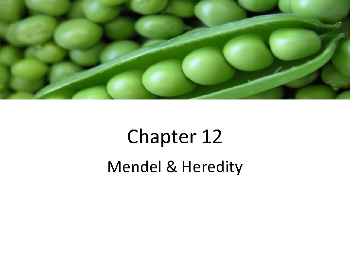 Chapter 12 Mendel Heredity Section 12 1 Genetics