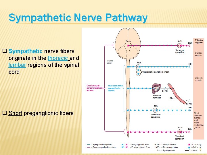 Peripheral Nervous System PNS Dr Othman AlShboul Department