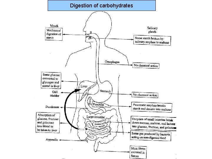 6 1 DIGESTION AND ABSORPTION OF CARBOHYDRATES INTRODUCTION