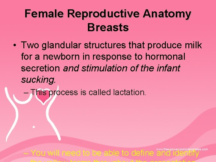 Female Reproductive Anatomy Breasts Two glandular structures that