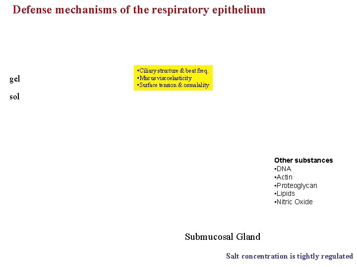 Defense mechanisms of the respiratory epithelium gel Ciliary