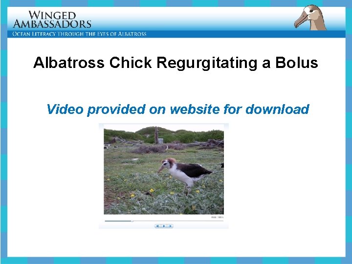 Lesson 4 Bolus Analysis Lesson 4 Presentation Content