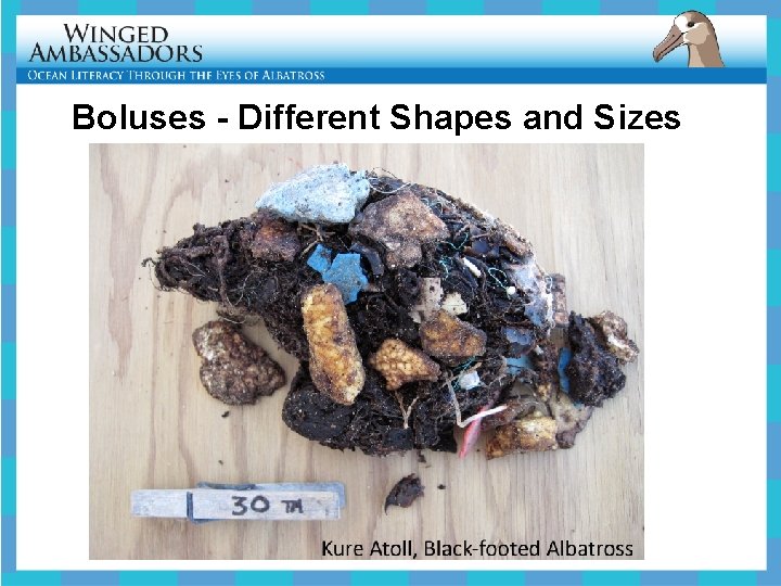 Lesson 4 Bolus Analysis Lesson 4 Presentation Content