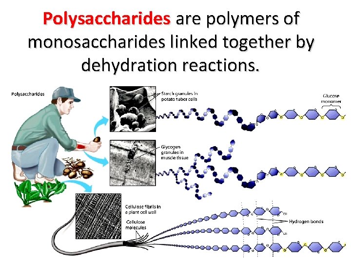 Biology 1 BIO 101 Chapter 1 The Chemistry