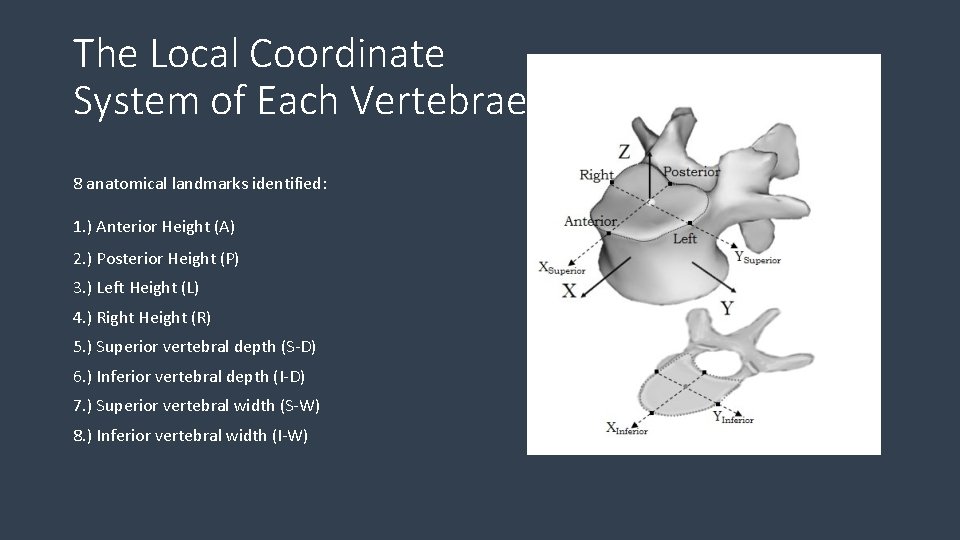 3 D Vertebral Morphological Measurements Using Low Dose