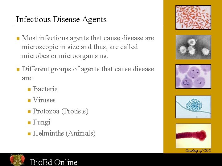 Infectious Diseases By Christine Herrmann Ph D Bio