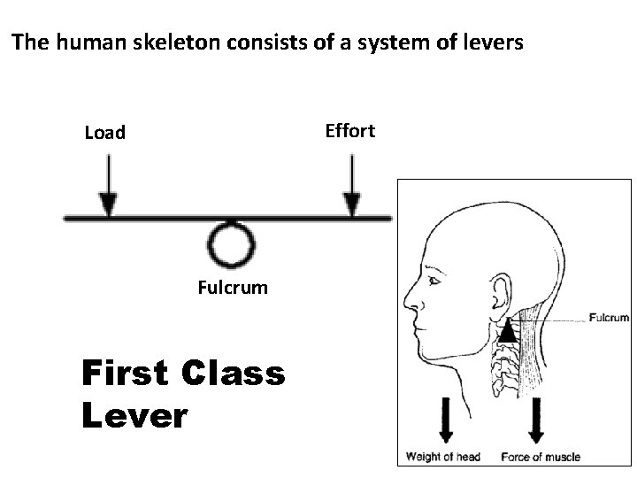 Science in Daily Life Biomechanics Alyssa Ascare Elena