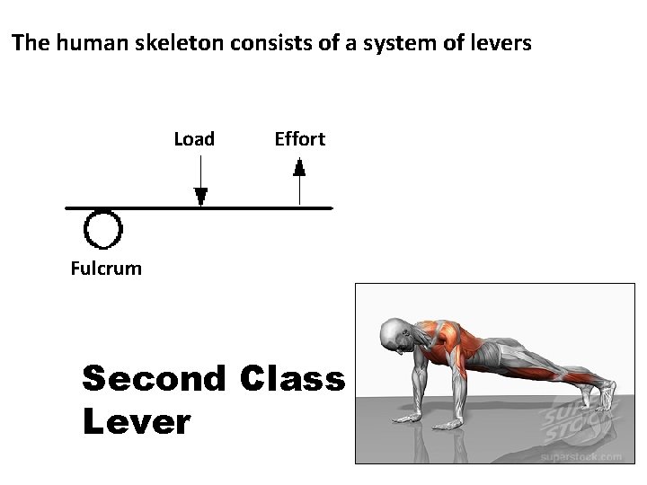 Science in Daily Life Biomechanics Alyssa Ascare Elena