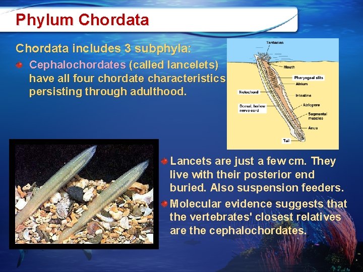 The Animal Kingdom Chordates Phylum Chordata Chordates Possess