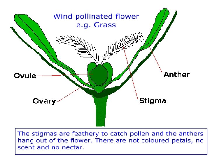 Aanpassings vir windbestuiwing Blomme ruik nie lekker nie