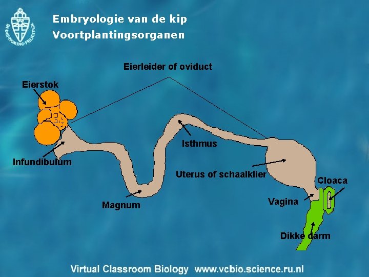 Embryologie van de kip Serie van 15 dias
