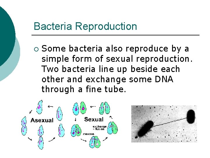 Chapter 7 Bacteria Archaea Kingdoms What is a