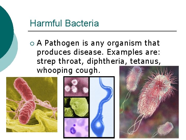 Chapter 7 Bacteria Archaea Kingdoms What is a