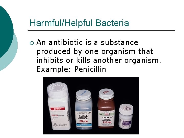 Chapter 7 Bacteria Archaea Kingdoms What is a